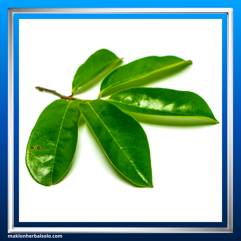 Manfaat Herbal Daun Sirsak: Solusi Alami untuk Kesehatan Tubuh